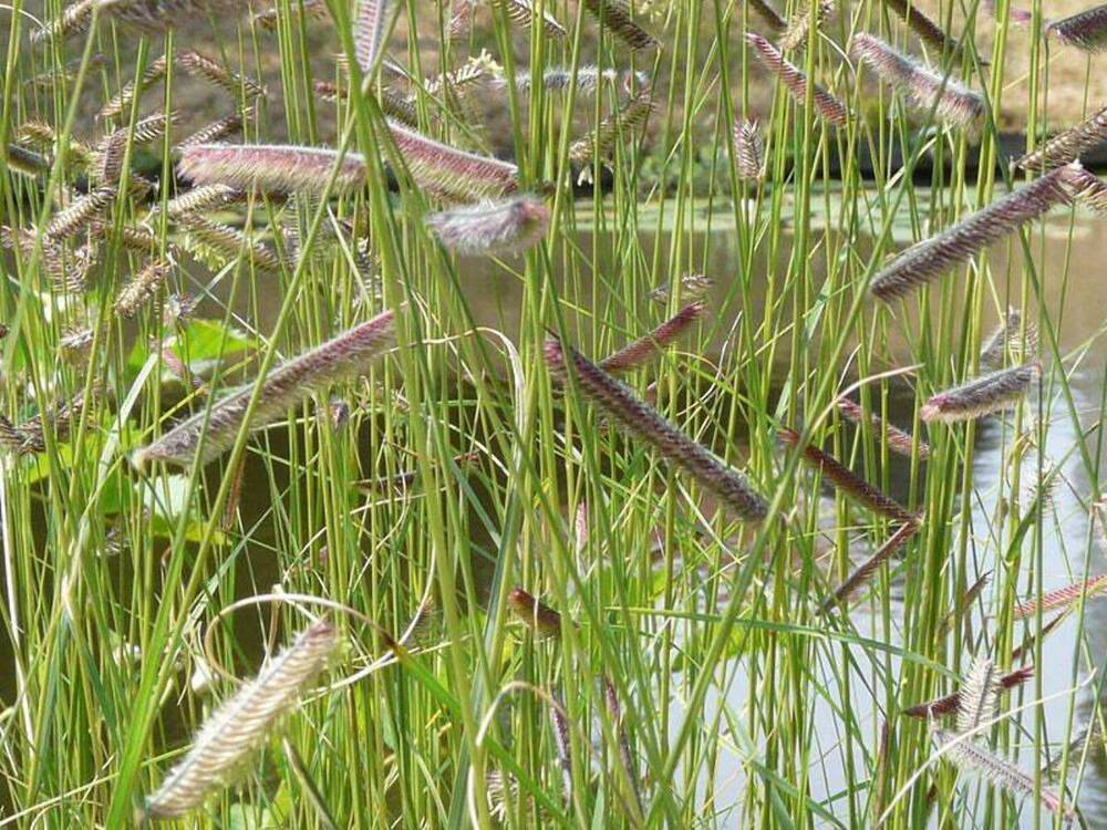 Sale 1000 Seeds Blue Grama Grass Gramma Bouteloua Gracilis Flower ...