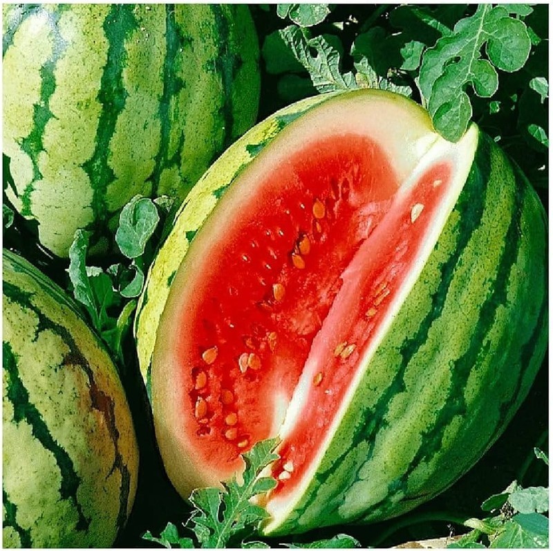 LWK 50 Dixie Queen Watermelon Seeds Easy Grow - Seeds & Bulbs