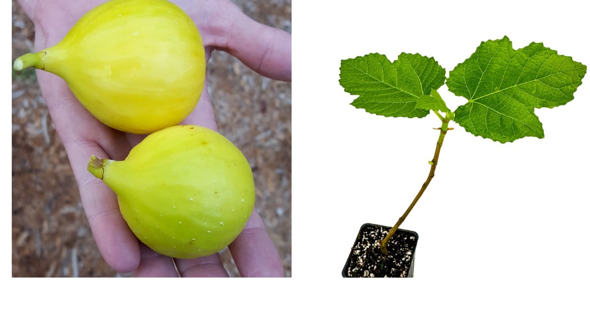 Live Plant Yellow Long Neck Fig - Ficus carica - Live Plant - Plants ...
