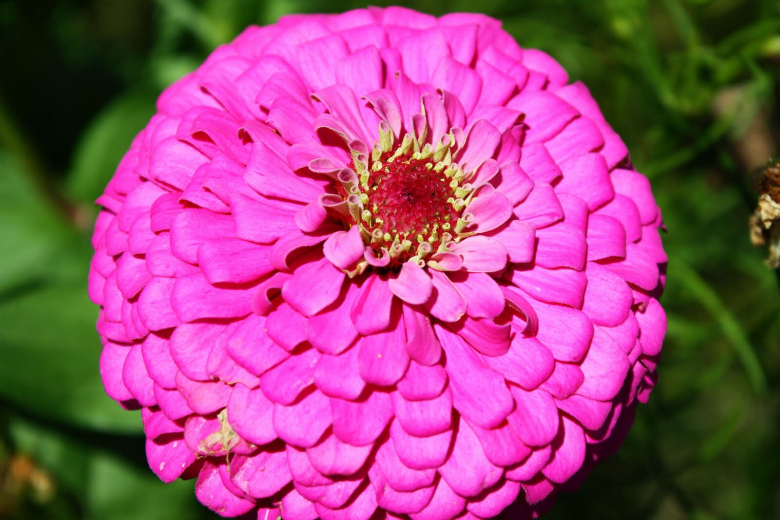 60 Seeds Zinnia Pink Fully Double Flower Fresh Gardening - Other Plants ...
