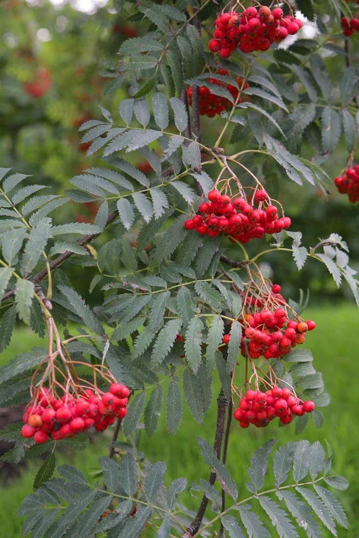 Sorbus aucuparia MOUNTAIN ASH TREE Seeds! - Home & Garden