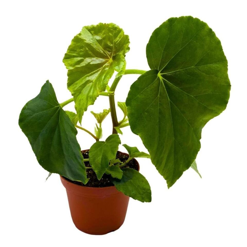 Begonia Odorata Alba in a 4 inch Pot Grandis Evansiana VAR Hardy ...