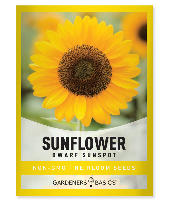 FMG Sunspot Sun Fast Growing - Seeds & Bulbs