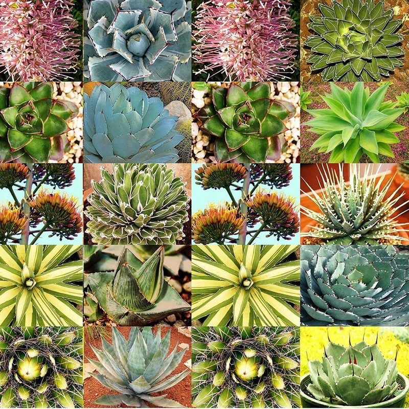 PSA Agave Species Seed Mix For Planting 10 Seeds Grow Mixed Species ...