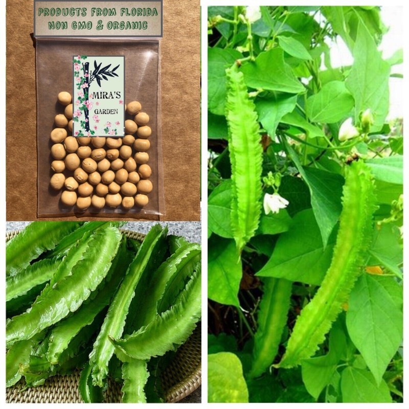 HT 100 Dau Rong Dragon Bean 70 Days Harvest Thai Winged Bean Organic ...