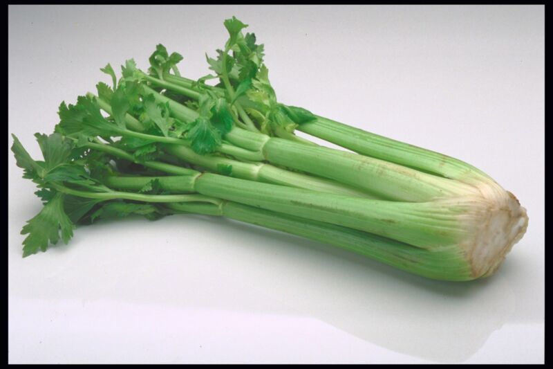 LWSTORE Masive Celery * 16 Inch Stalks * 200 Seeds * Cocktail Garnish ...
