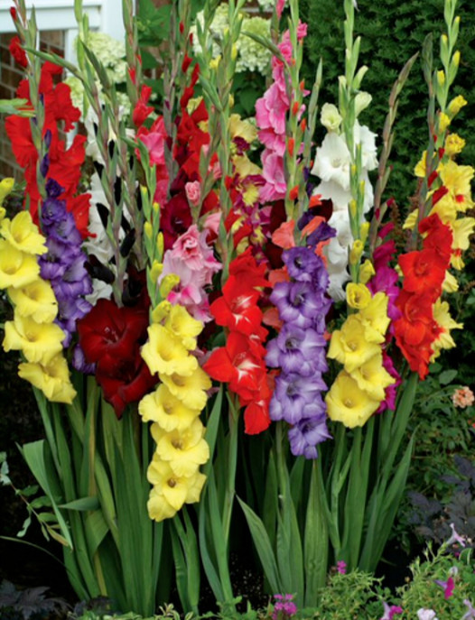 SMX Gladiolus Flower Bulbs 30 Mix Colors Florist Bouquet Gladioli Sword ...