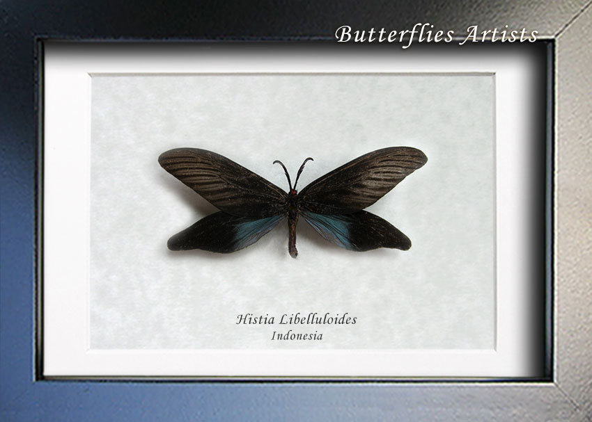 Pirate Flag Histia Libelluloides Unusual Moth Entomology Collectible ...