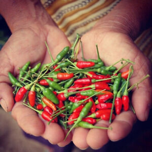 25 Seeds Siling Labuyo Pepper Vegetables Planting Edible Food Fresh ...