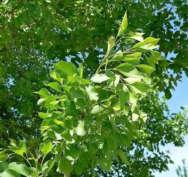 PSA 30 Arizona Ash Tree Seeds For Planting Fraxinus Velutina Fast ...