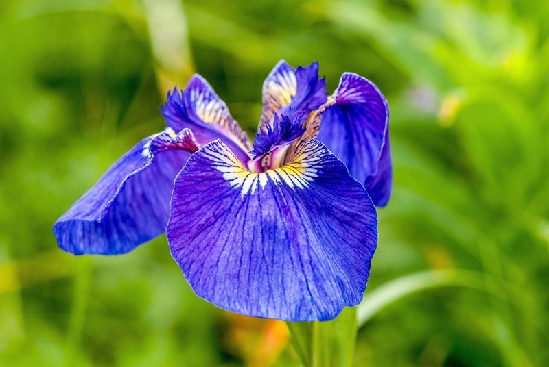 MX 20 Alaska Iris Setosa Wild Flag Beachhead Blue Purple Native Wetland ...
