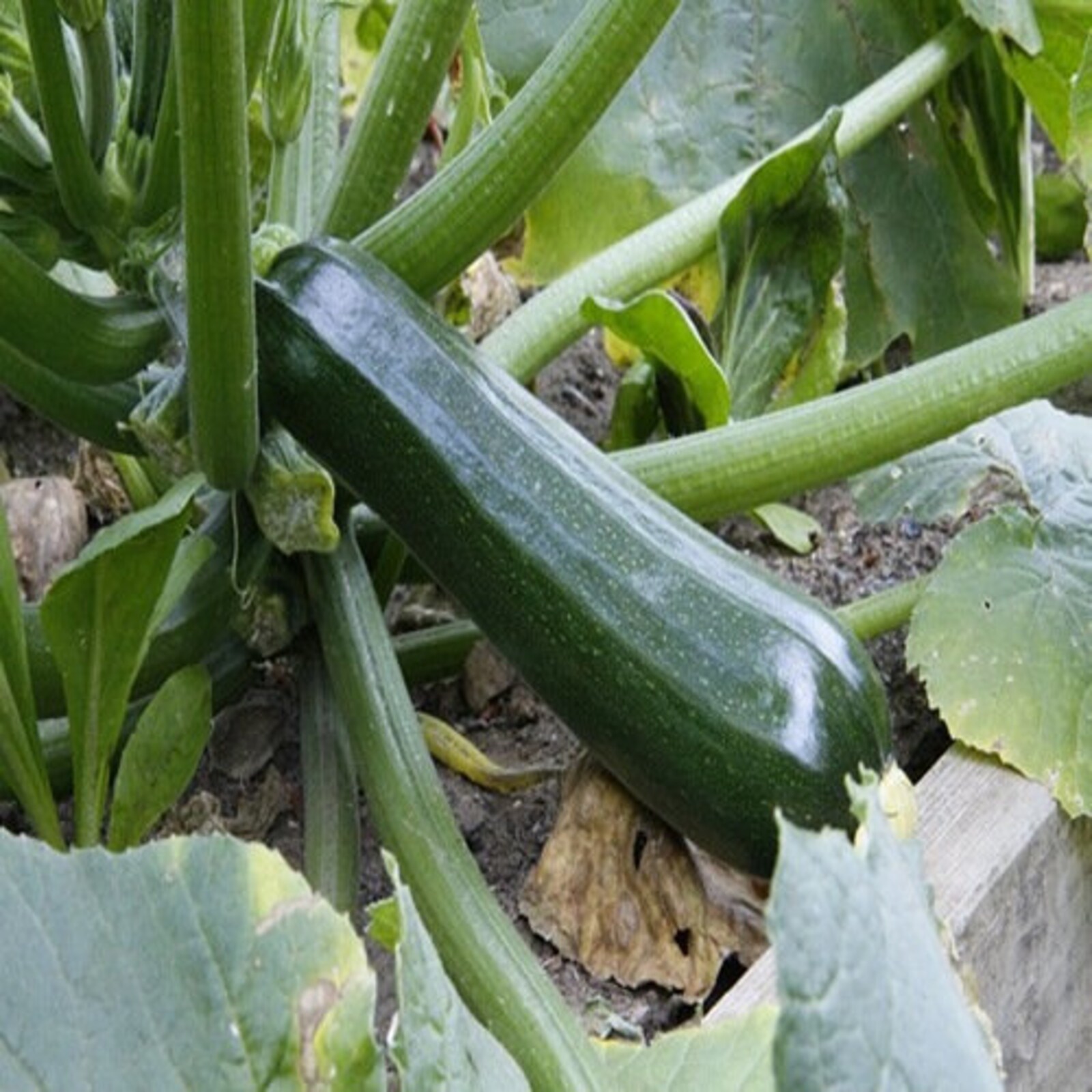Zucchini Squash Black Beauty Vegetable Seeds Cucurbita pepo 15 Seeds ...