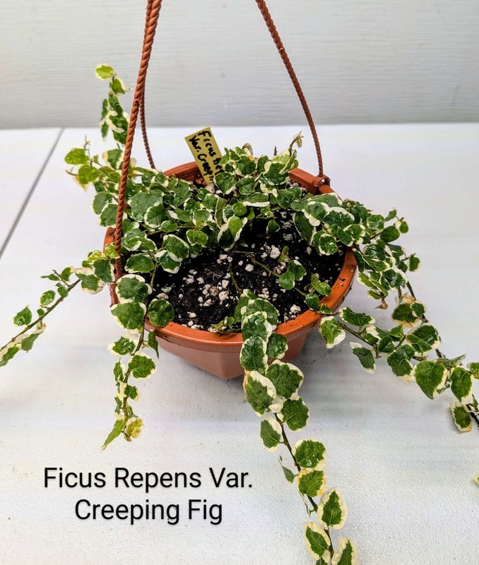 VC Variegated Creeping Fig Ficus Repens Easy Grow - Seeds & Bulbs