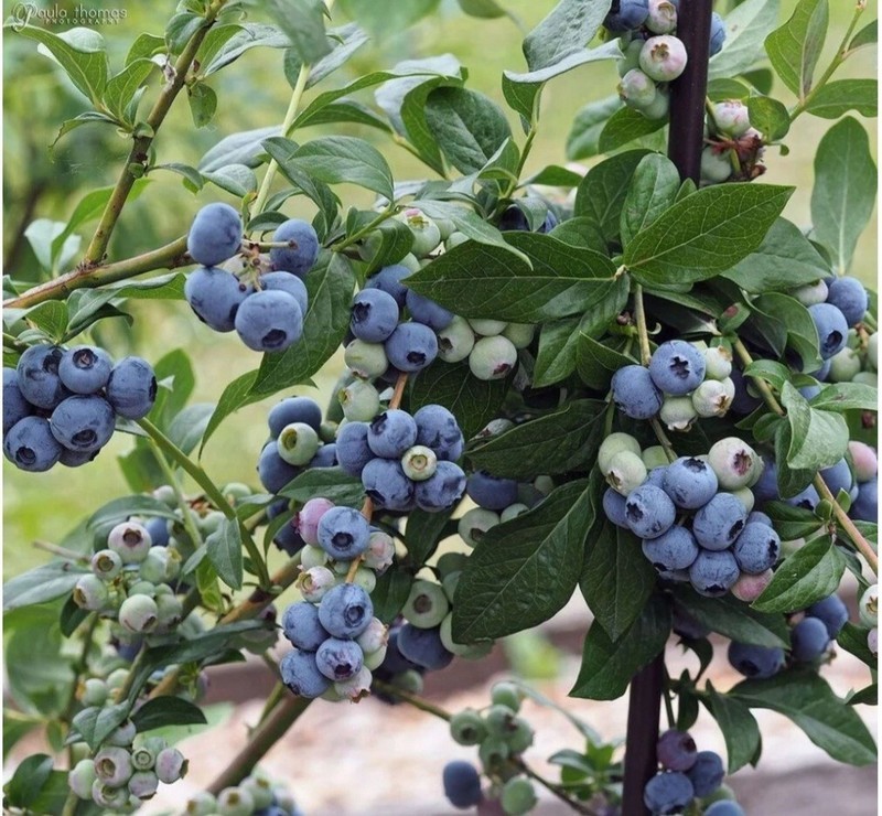 LD 30 Highbush Blueberry Seeds (Vaccinium Sect. Cyanococcus) Heirloom ...