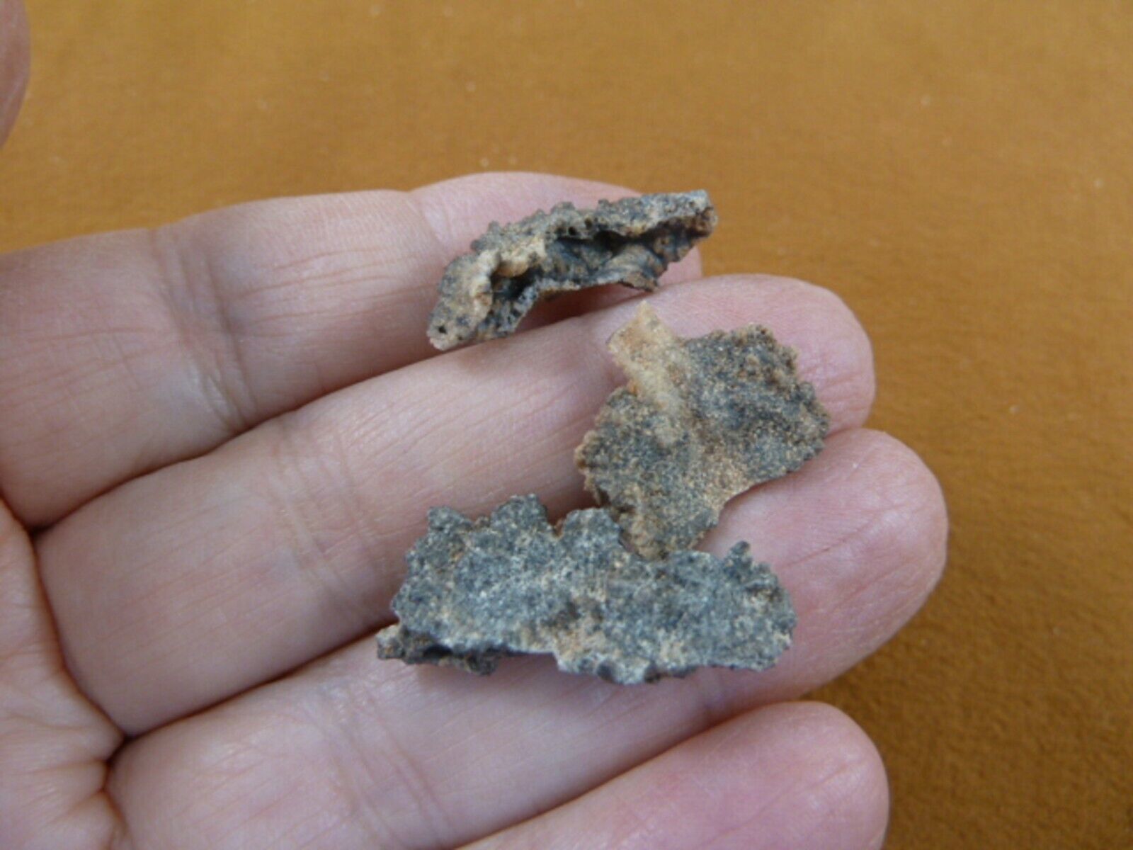 (R310-18) 3 Fulgurites lightning strike beach sand glass Sahara Desert ...
