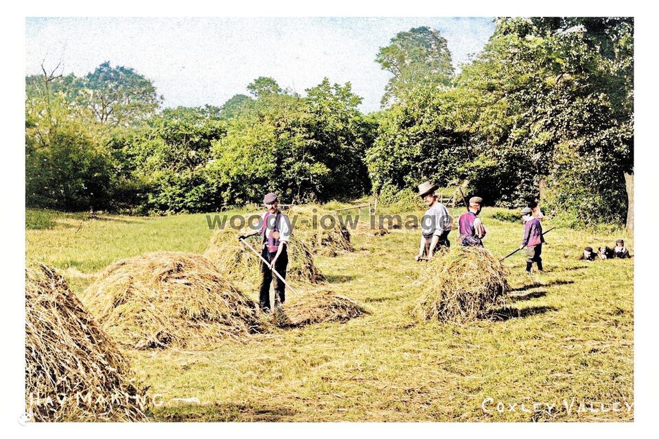 ptc6857 - Yorks - Coxley Valley, Hay Making the old fashioned way ...
