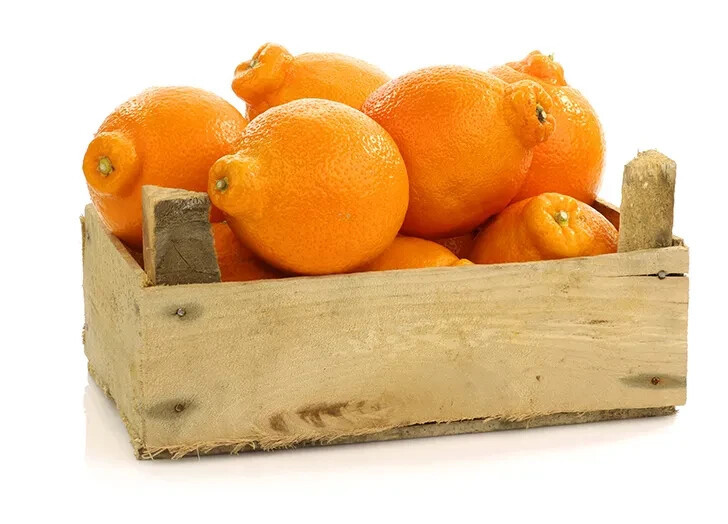 SYR 5 Tangelo Orange Seeds Fast Growing - Seeds & Bulbs