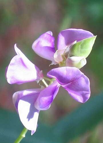 SMX Codariocalyx Motorius Semaphore Or Telegraph Plant 10 Seeds Indoor ...