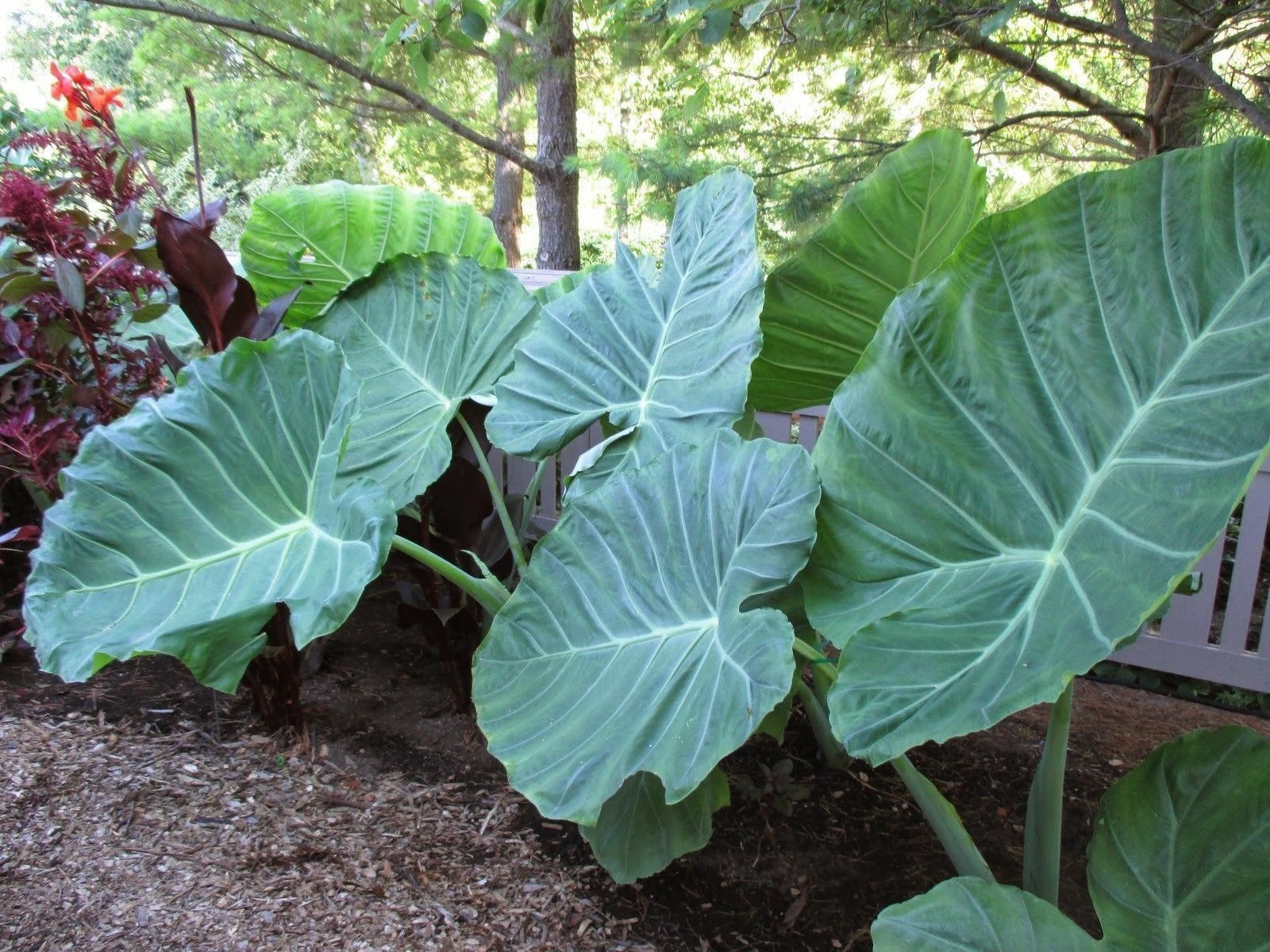 12 LIVE Colocasia Esculenta FAST GROWING Elephant Ear Taro Gabi Kalo ...