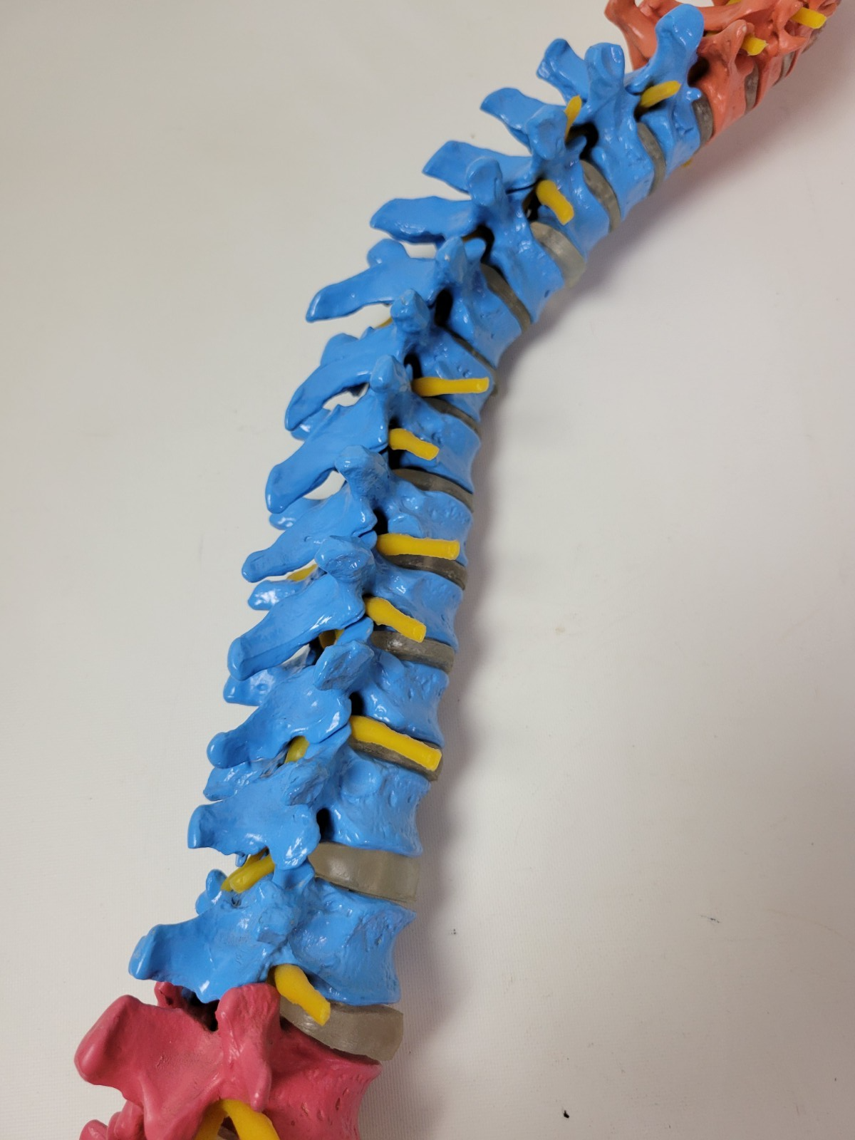 Anatomical Human Spine Flexible Spinal Cord and 50 similar items