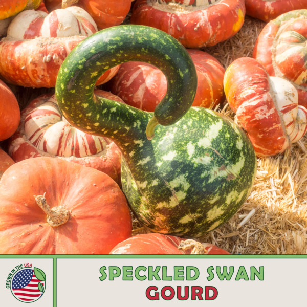 FA Store 10 Speckled Swan Gourd Seeds Heirloom Non-Gmo - Seeds & Bulbs