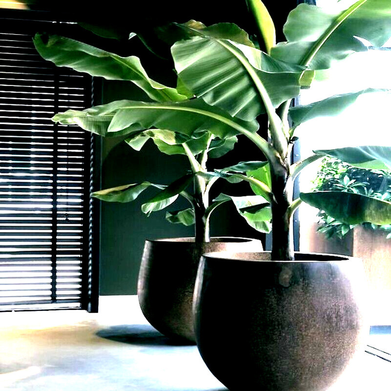KKG 20 Dwarf Cavendish Banana Tree Seeds M Acuminata Tropical Fruit ...
