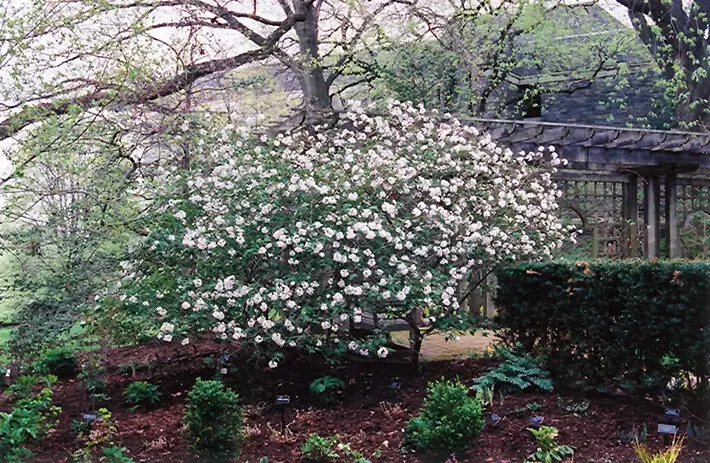 2 Juddi Viburnum Shrubs - Live Potted Plants - 6-12" Tall Seedlings - 3 ...