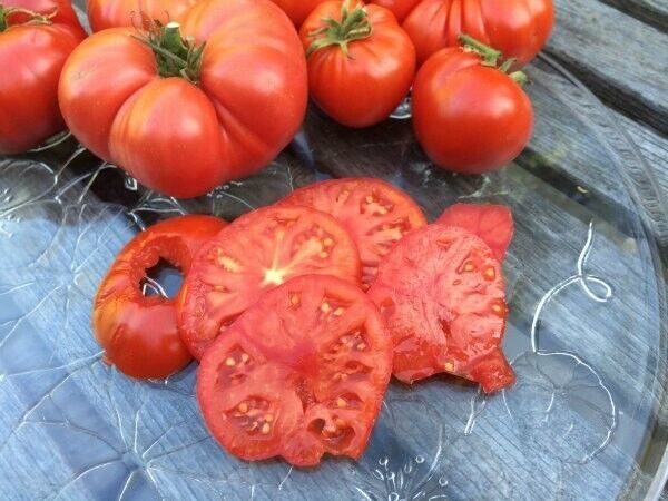 SKMO 50 Seeds Easy To Grow Pantano Romanesco Tomato Juicy Vegetable ...