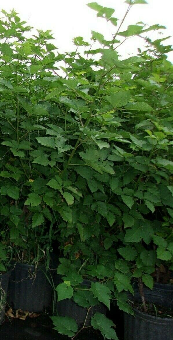 Arapaho Thornless Blackberry 4-6 Ft. Live Plants Garden Plant Sweet ...