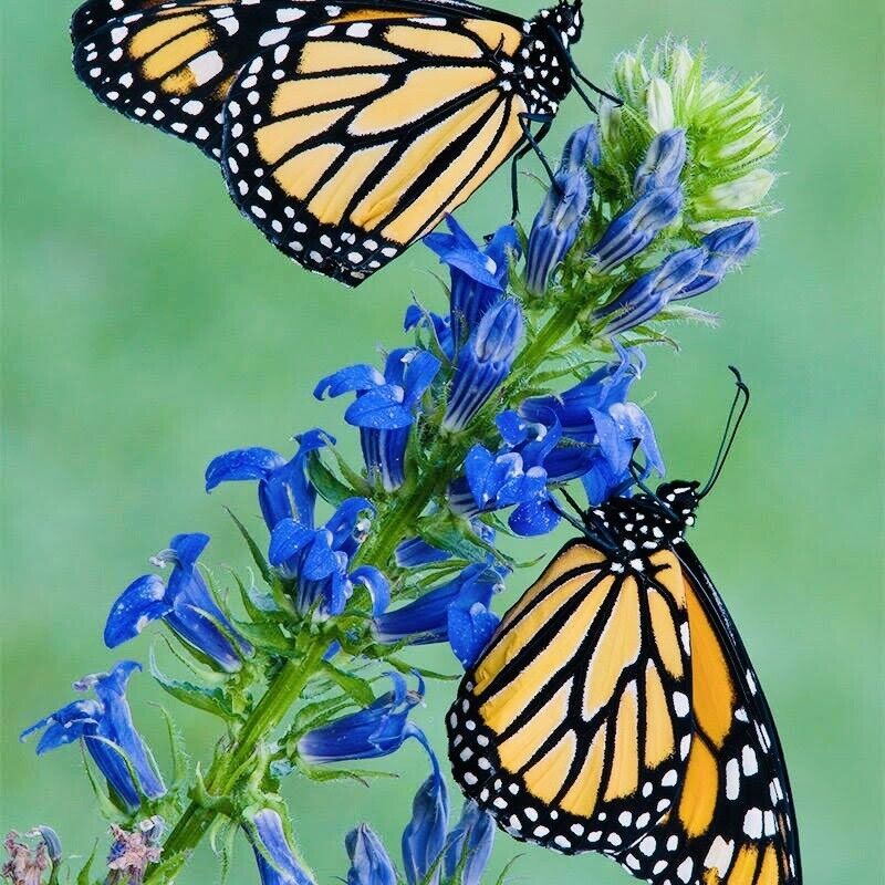 SYR Blue Cardinal Flower Seeds Non Gmo Fast Growing - Seeds & Bulbs