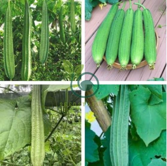 16 Seeds Loofah Giant Thick Climbing Sponge Gourd - Seeds & Bulbs