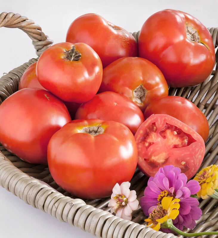 LWK 50 Seeds Sunshine Heirloom Tomato Tomatoe Vegetable Easy Grow ...
