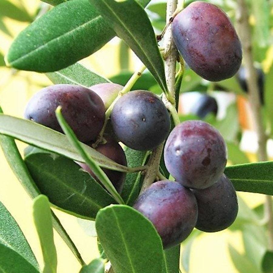 10 Canino Olive Tree Olea Europaea Canino Edible European Common Green ...