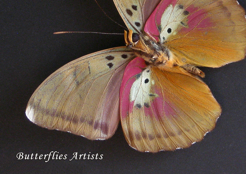 Pink African Forester Euphaedra Diffusa Butterfly Framed Entomology ...