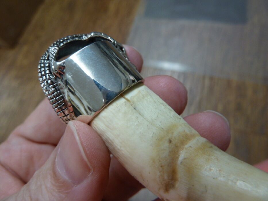 (G963-21) Extra LARGE 3" GATOR Alligator Tooth teeth SILVER CAP gators ...