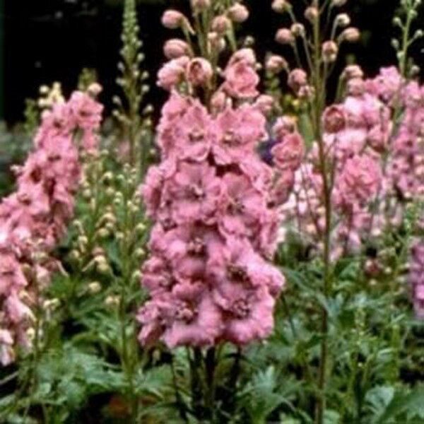 SKMO Delphinium Larkspur Pink Queen 50 Seeds - Seeds & Bulbs