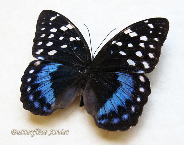 Lexias Satrapes RARE Butterfly Entomology and 50 similar items