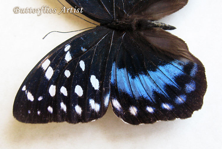 Lexias Satrapes RARE Butterfly Entomology and 50 similar items