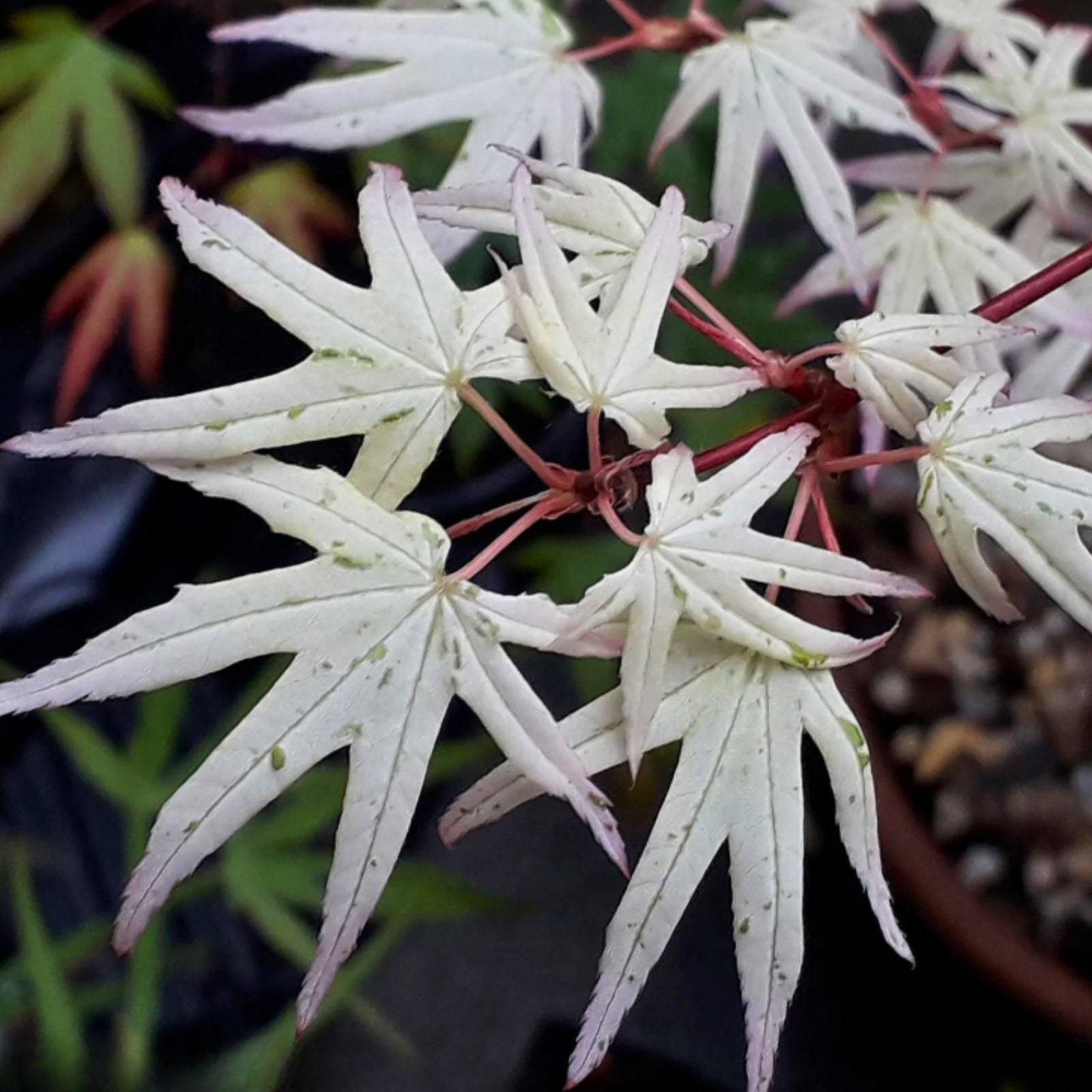 10 Ukigumo Japanese Maple Tree Seeds Dwarf Japanese Maple Tree Floating ...