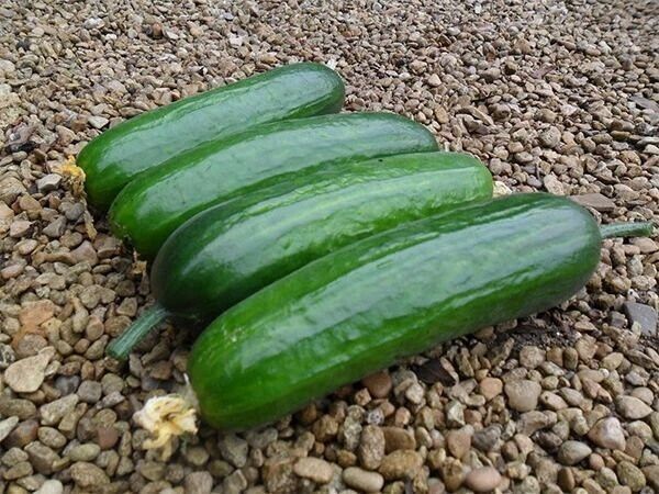 Best 25 Seeds Easy To Grow Diva Cucumber Hybrid Vegetable Pickling Food ...