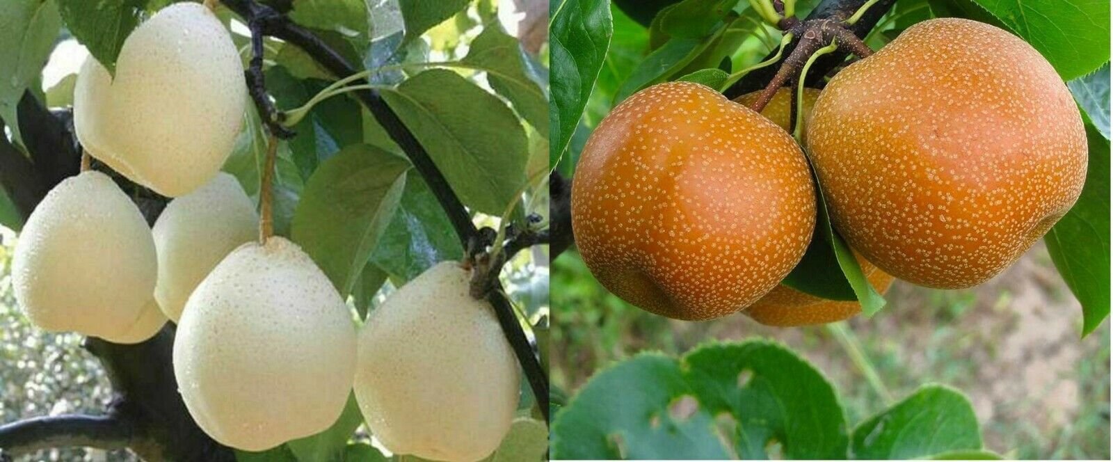 Japanese Chinese Korean Asian Sand Pear Fruit Tree Seeds Sweet Juicer ...