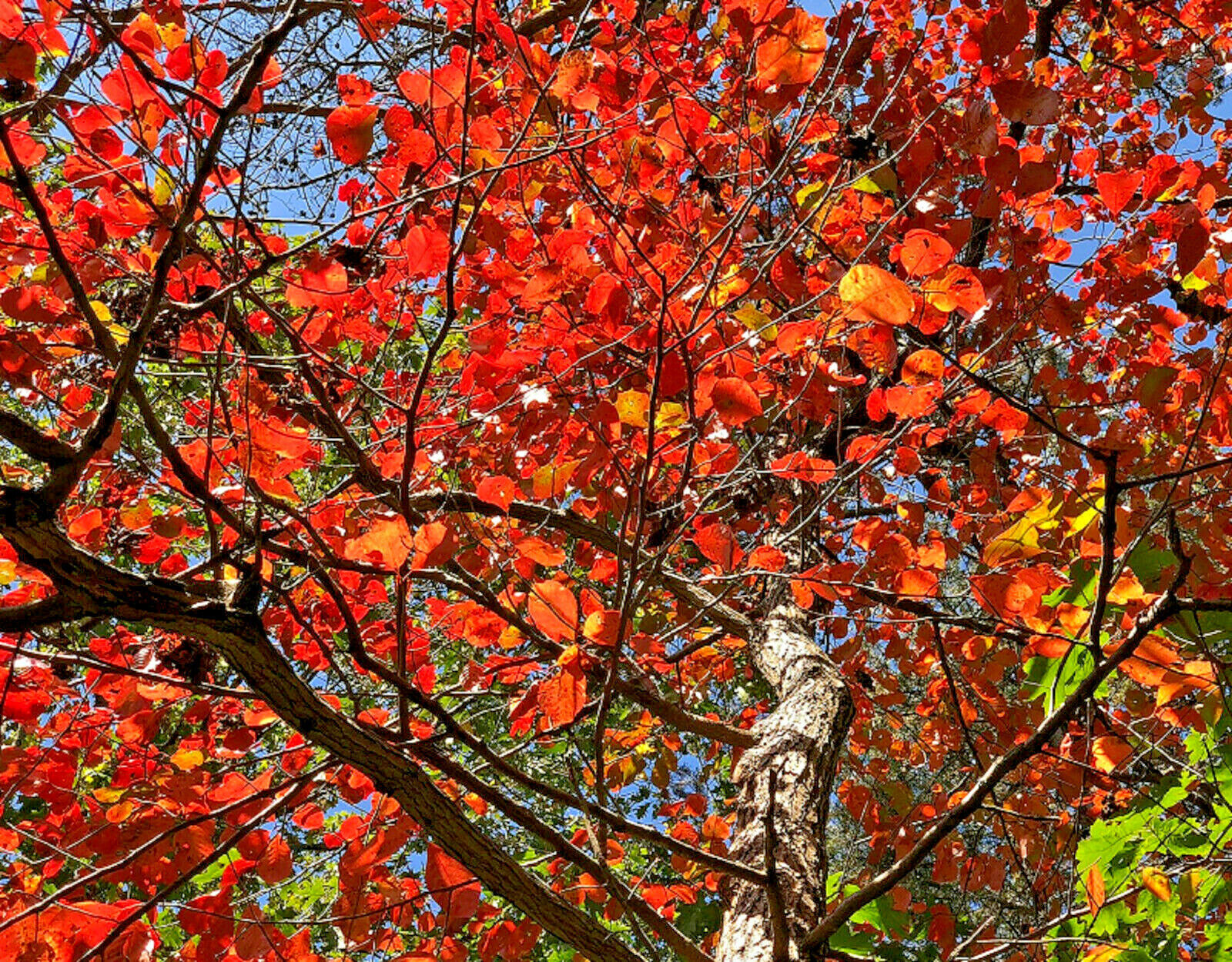 10 Wildfire Black Tupelo Tree Seeds Nyssa Sylvatica Edible Fruits Fresh ...