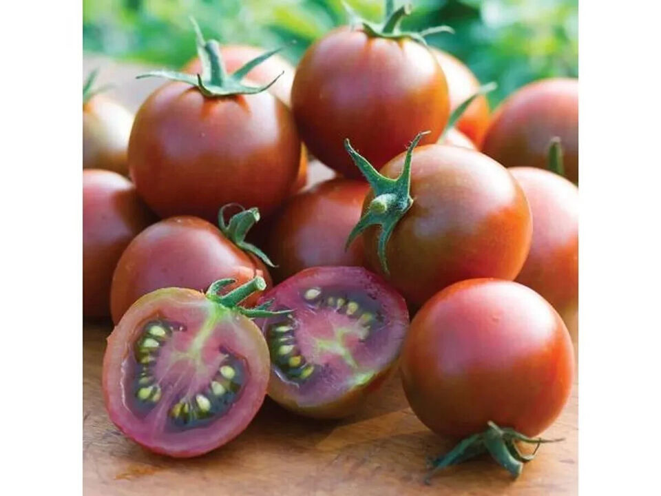 SL 50 Seeds Sunchocola Tomato Tomatoe Vegetable Garden Edible Canning ...