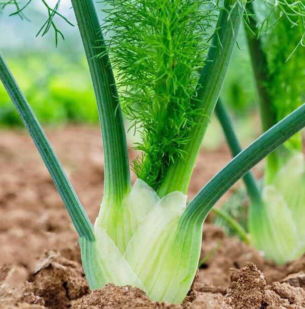 FMG Florence Fennel Seeds Italian Anise Bulb Root Plant Fronds Fast ...