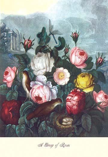 Roses - Temple of Flora - Home Décor