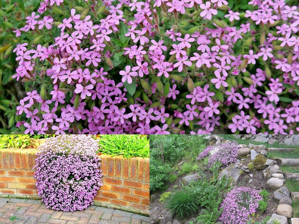 501+PINK ROCK SOAPWORT Perennial Groundcover Seeds Trailing Container ...