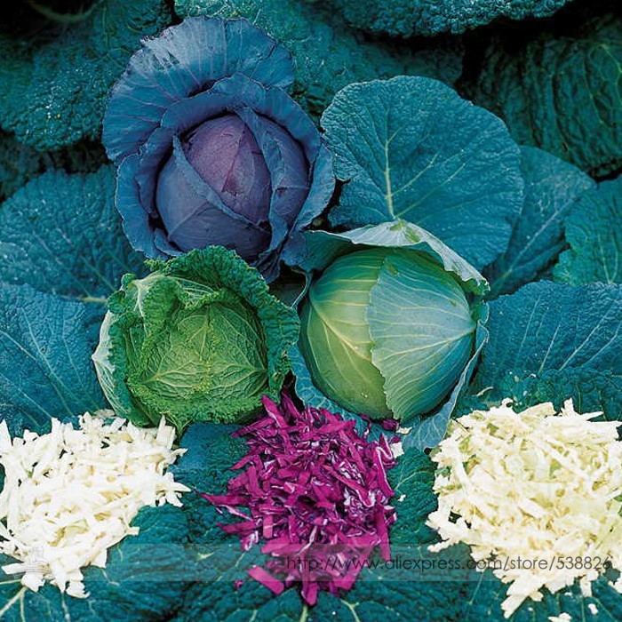 Parks All-Purpose Blend Cabbage Seeds, Professional Pack, 150 Seeds ...