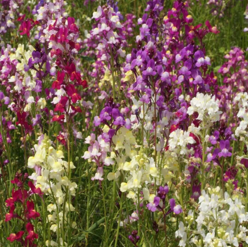 FMG Snapdragon Flower Seeds 5000 Northern Lights Mixed Colors Fast Grow ...