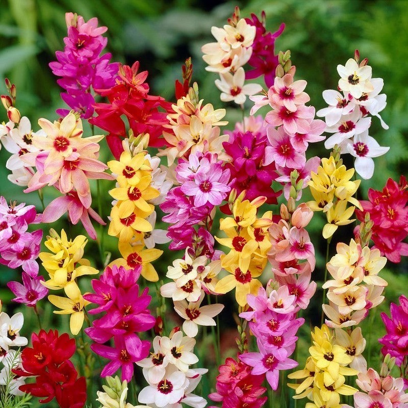 SRN Ixia Magic Wand Mix 80 Plant Bulbs Spring Summer Flowers Garden ...