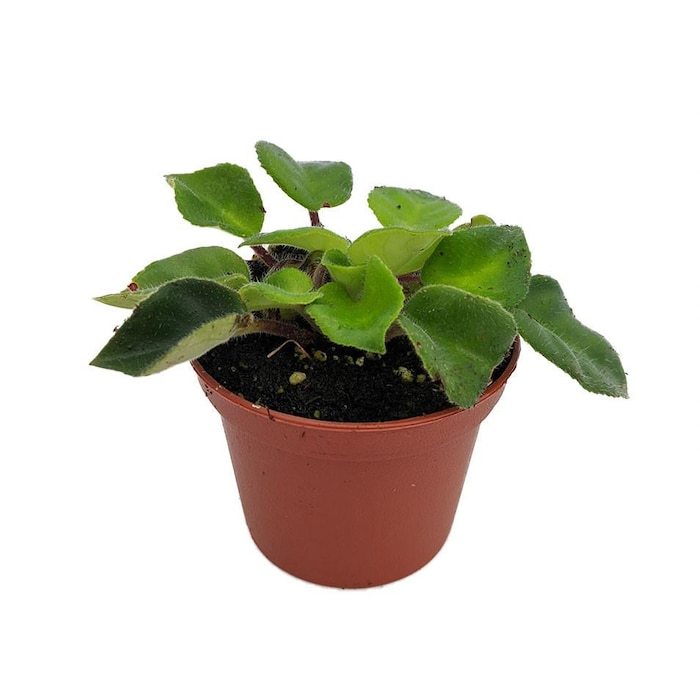 Tamiana Asian Violet Primulina Tamiana Deinostigma Tamiana 2.5 Inch Pot ...
